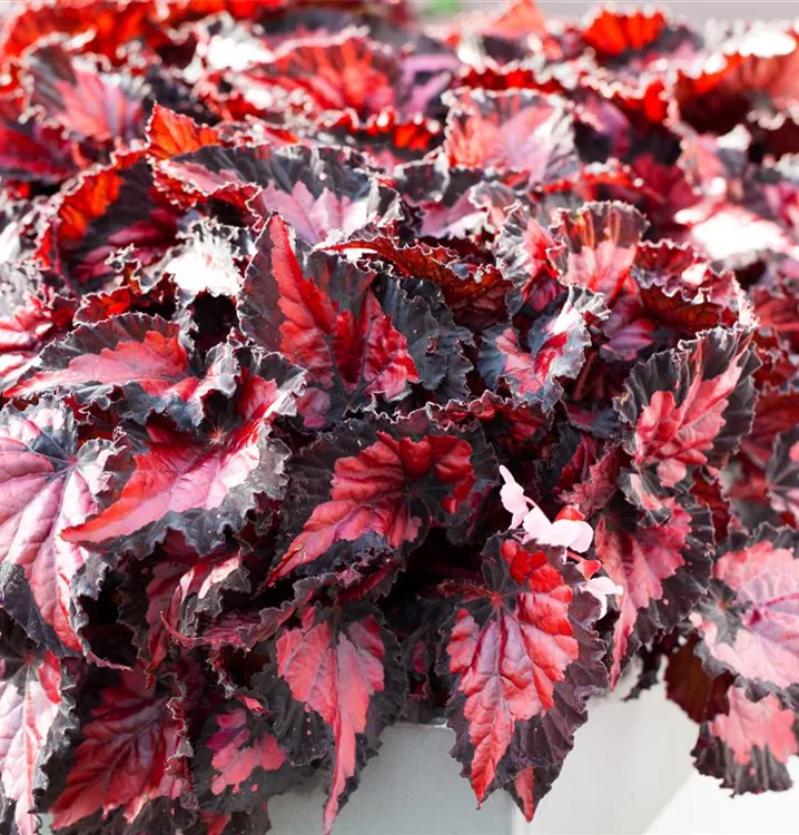 Begonia rex 'Inca Night'®, Begonie 'Inca Night'®, Zimmerpflanzen Online ...