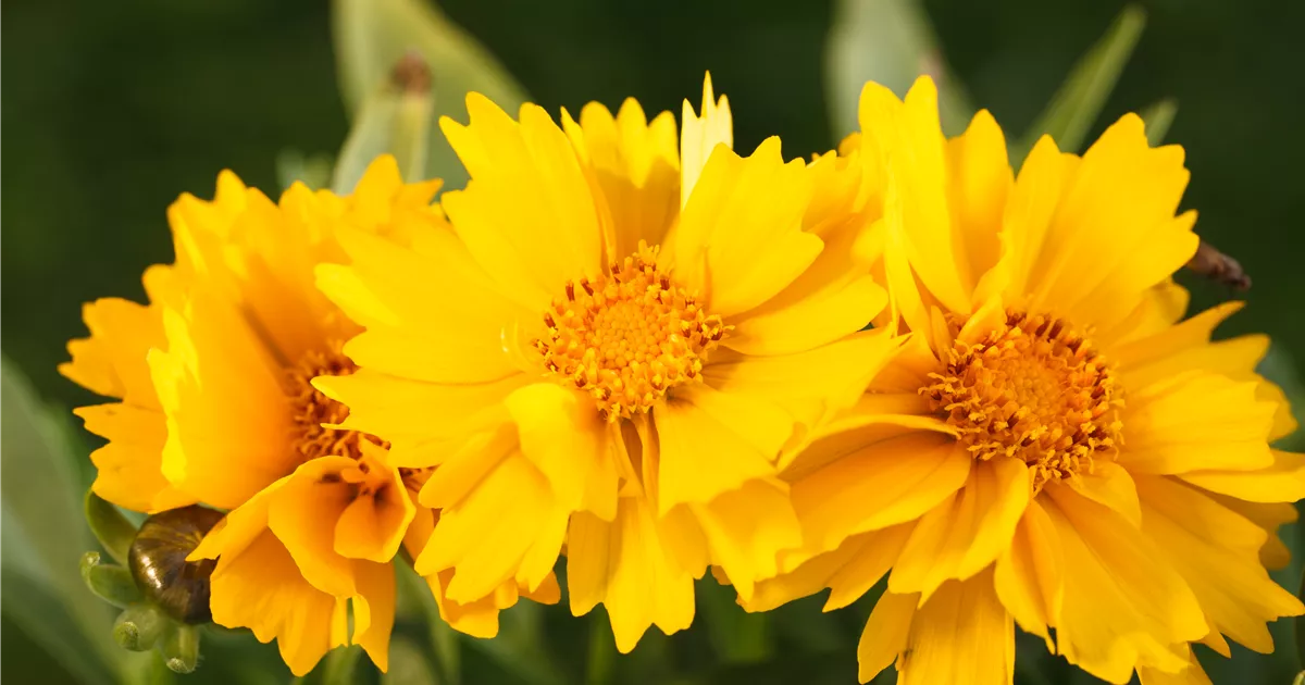 Coreopsis grandiflora 'Illico'®, Großblumiges Mädchenauge 'Illico ...
