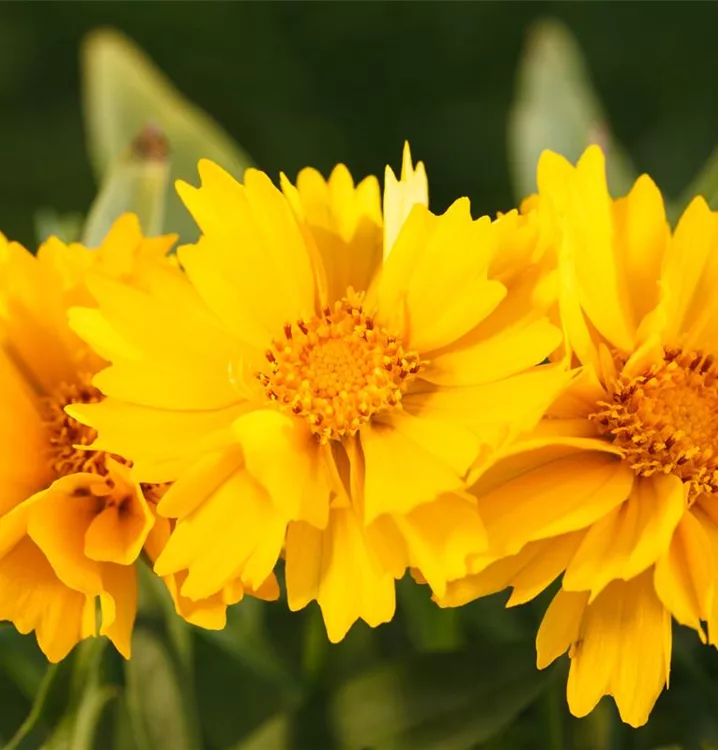 Coreopsis grandiflora 'Illico'®, Großblumiges Mädchenauge 'Illico ...