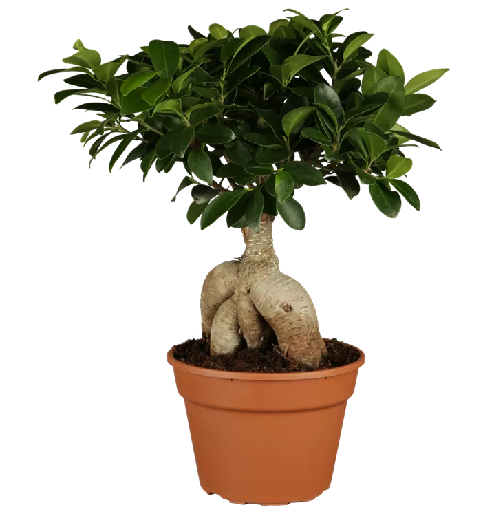 Chinesische Feige Ginseng Pflege