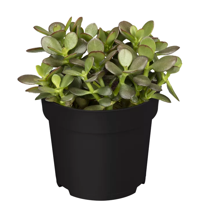 Crassula ovata var. minor, Pfennigbaum - 1A Garten Ammer