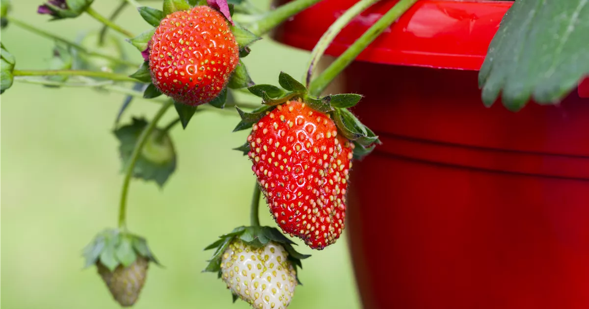 Fragaria x ananassa 'Fragoo', Erdbeere 'Fragoo', Erdbeerpflanzen Online ...