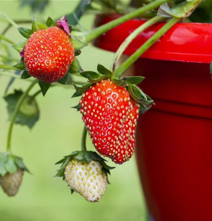 Fragaria x ananassa 'Fragoo', Erdbeere 'Fragoo', Erdbeerpflanzen Online ...