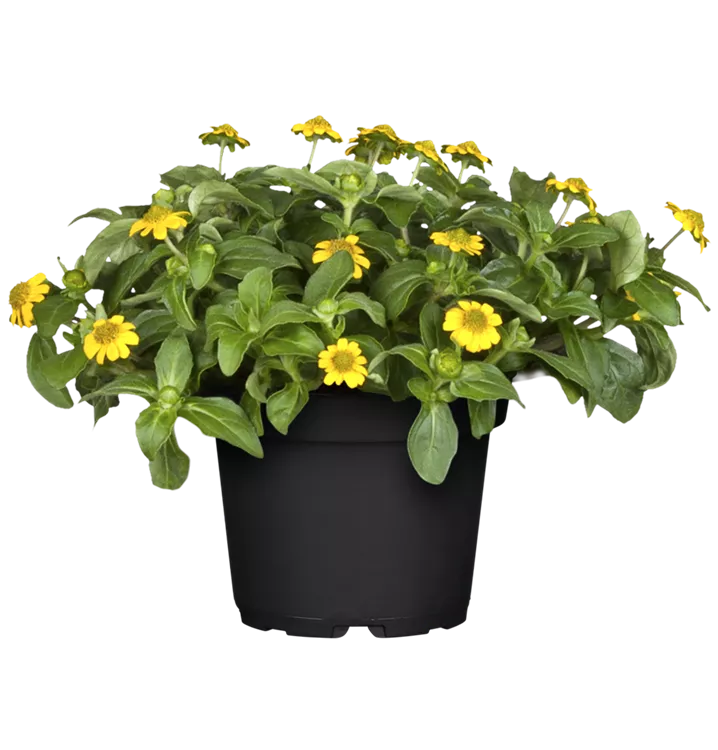 Sanvitalia procumbens 'Cuzco Compact', Husarenknopf 'Cuzco Compact ...