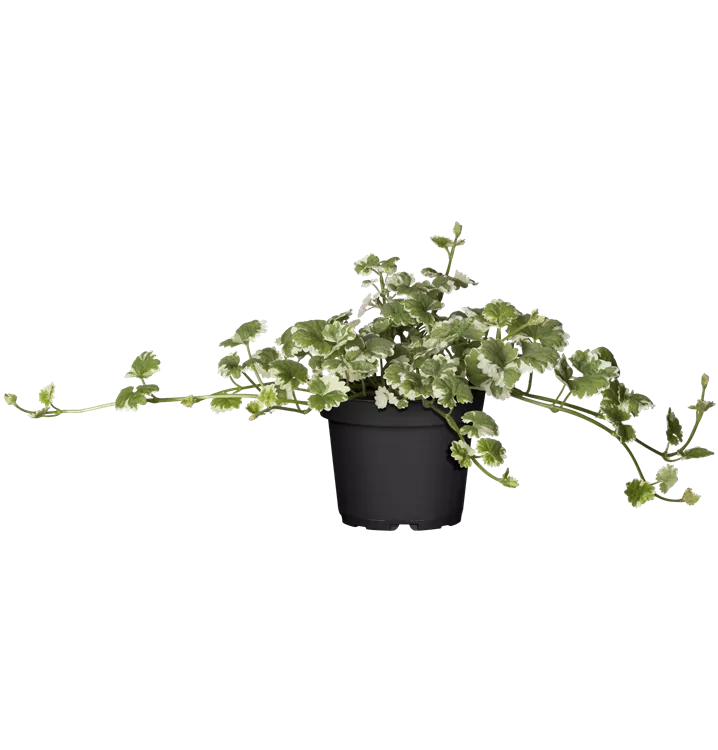 Glechoma hederacea 'Variegata', Weißbunter Gundermann 'Variegata' - 1A ...