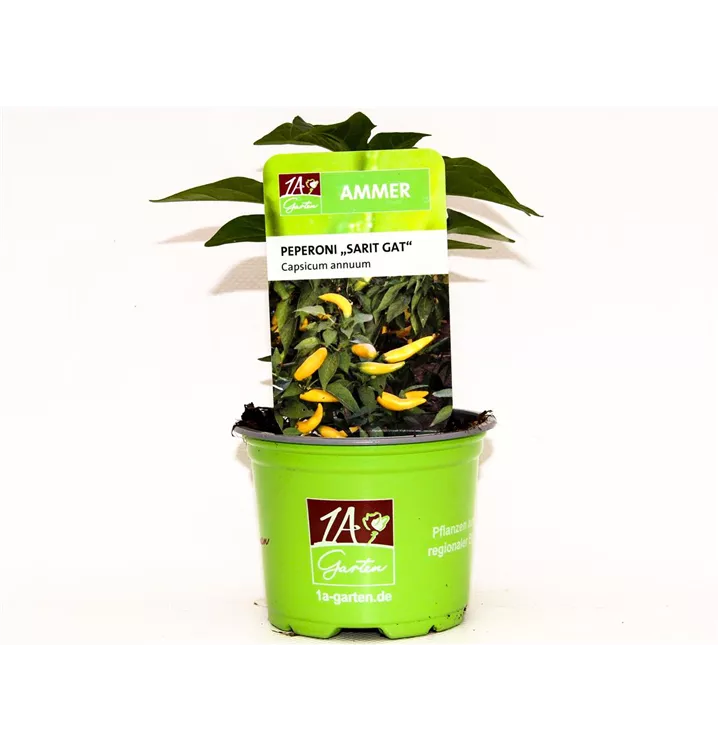 Capsicum annuum var. longum 'Sarit Gat', Peperoni 'Sarit Gat ...