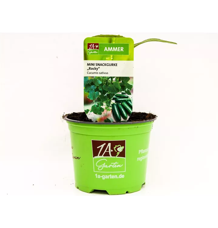 Cucumis sativus 'Rocky', Mini-Snack-Gurke, Gurkenpflanzen Online ...