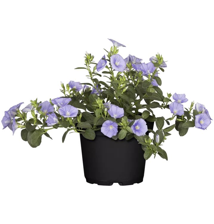 Convolvulus sabatius 'Early Blue', Zierwinde 'Early Blue' (Blaue ...