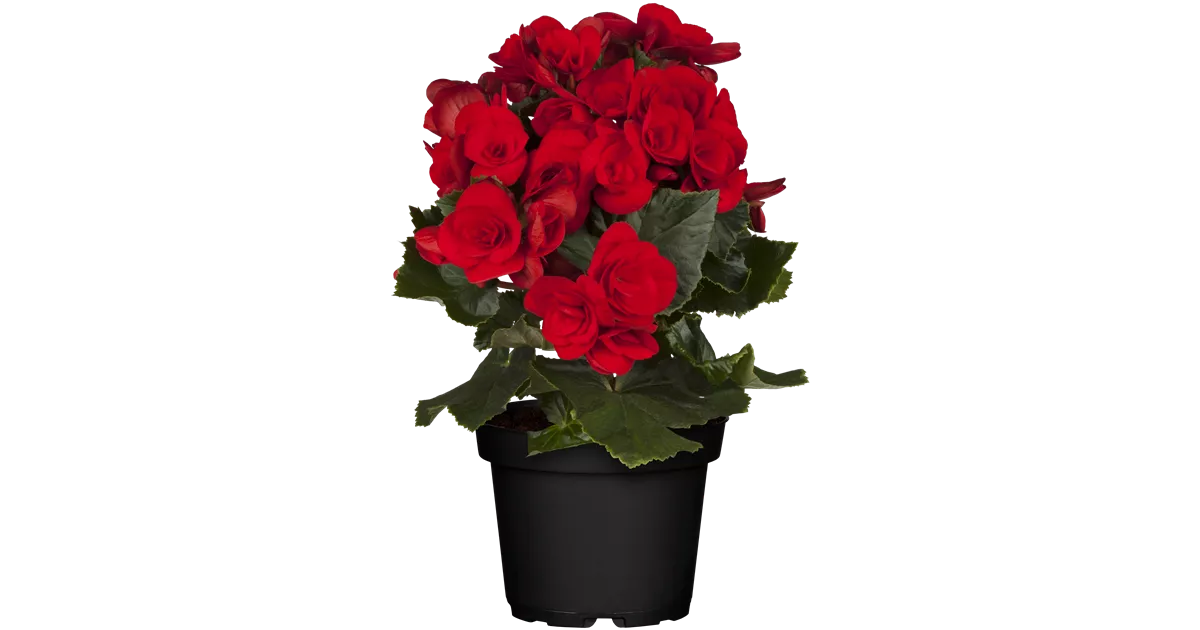 Begonia elatior 'Baladin'®, Begonie 'Baladin'®, Pflanzen Online und vor ...