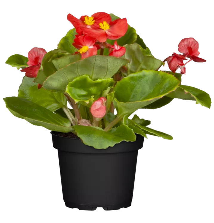 Begonia semperflorens, rot, Eis-Begonie, Pflanzen Online und vor Ort ...