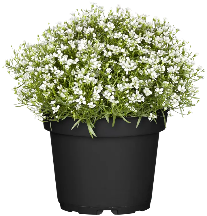 Gypsophila muralis, weiß, Mauer-Gipskraut, Saisonpflanzen Online ...