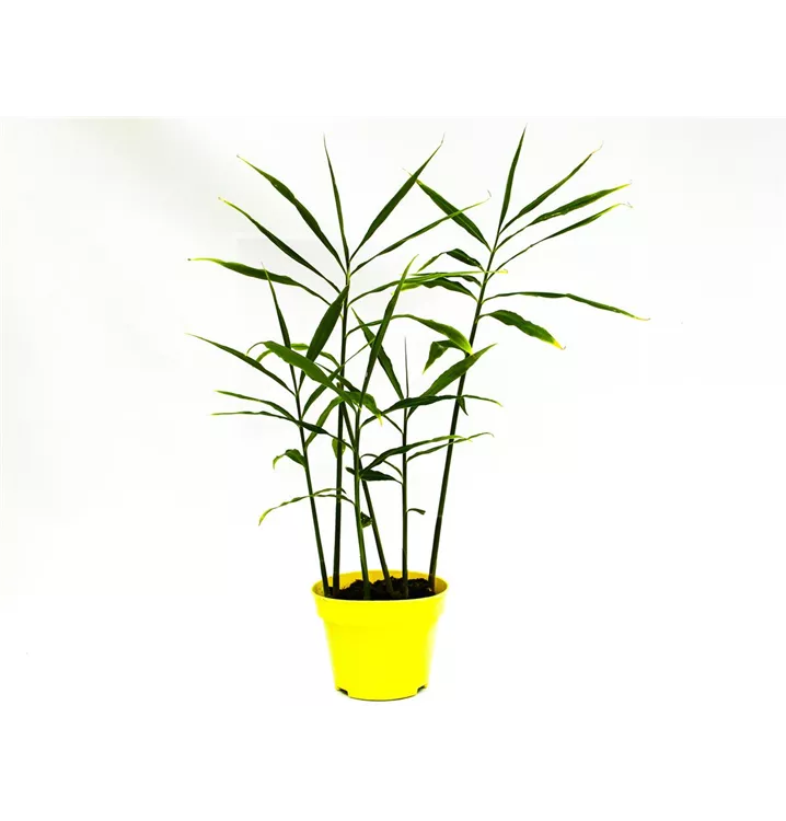Zingiber officinale, Echter Ingwer Pflanze, Pflanzen - Online bestellen ...