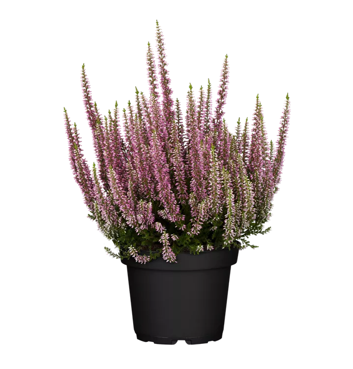 Calluna vulgaris, rosa, Besenheide, Pflanzen Online und vor Ort kaufen ...