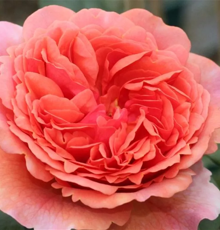 Nostalgische Rose 'Chippendale'®, Rosa 'Chippendale'® - 1A Garten Ammer