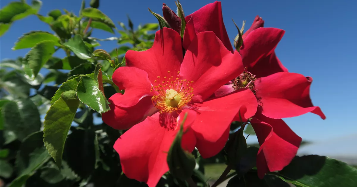 Kleinstrauchrose 'Alexander von Humboldt'®(s), Rosa 'Alexander von ...