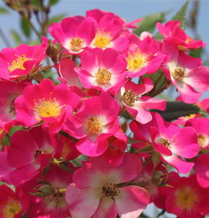 Strauchrose 'Mozart', Rosa 'Mozart' - 1A Garten Ammer