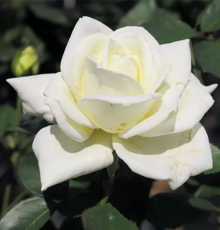 Edelrose 'Polarstern'®, Rosa 'Polarstern'® - 1A Garten Ammer