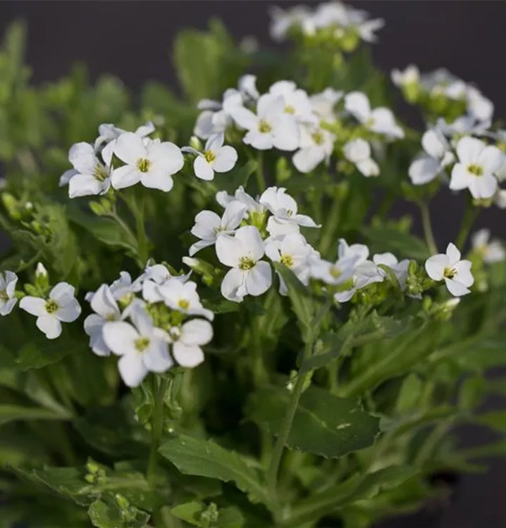 Garten-Gänsekresse 'Snowfix', Arabis caucasica 'Snowfix' - 1A Garten Ammer