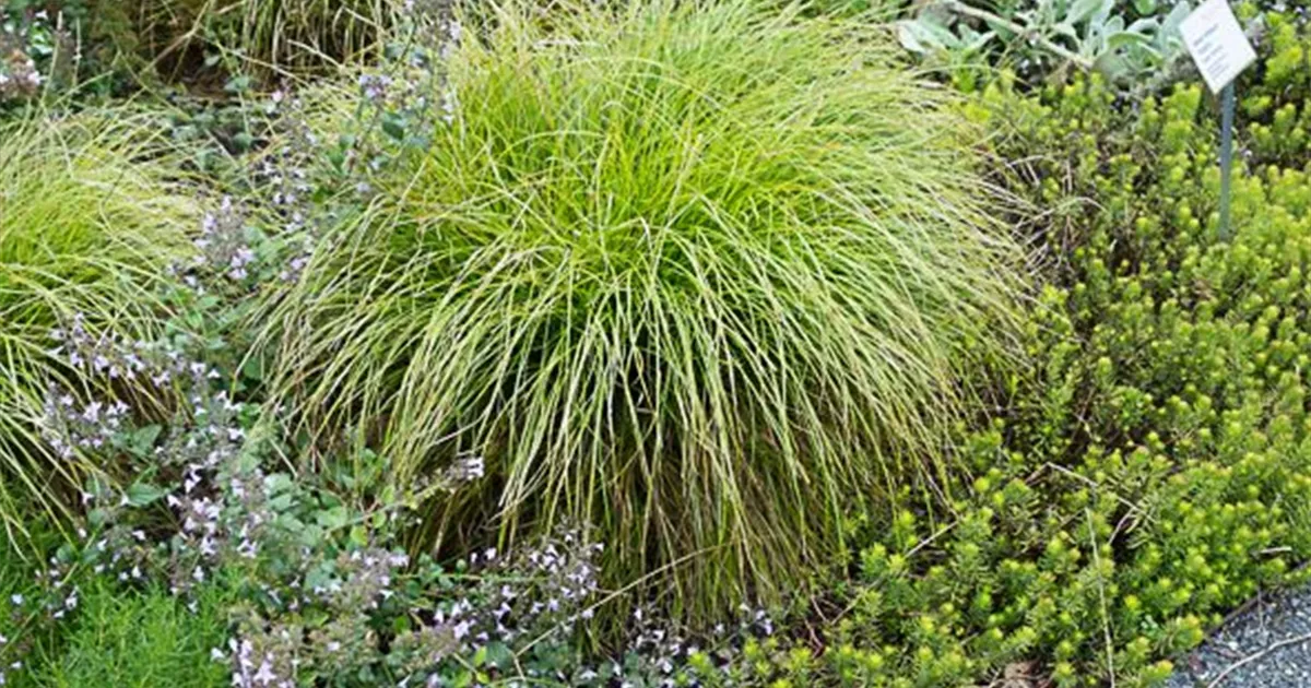 Carex remota, Winkel-Segge - 1A Garten Ammer