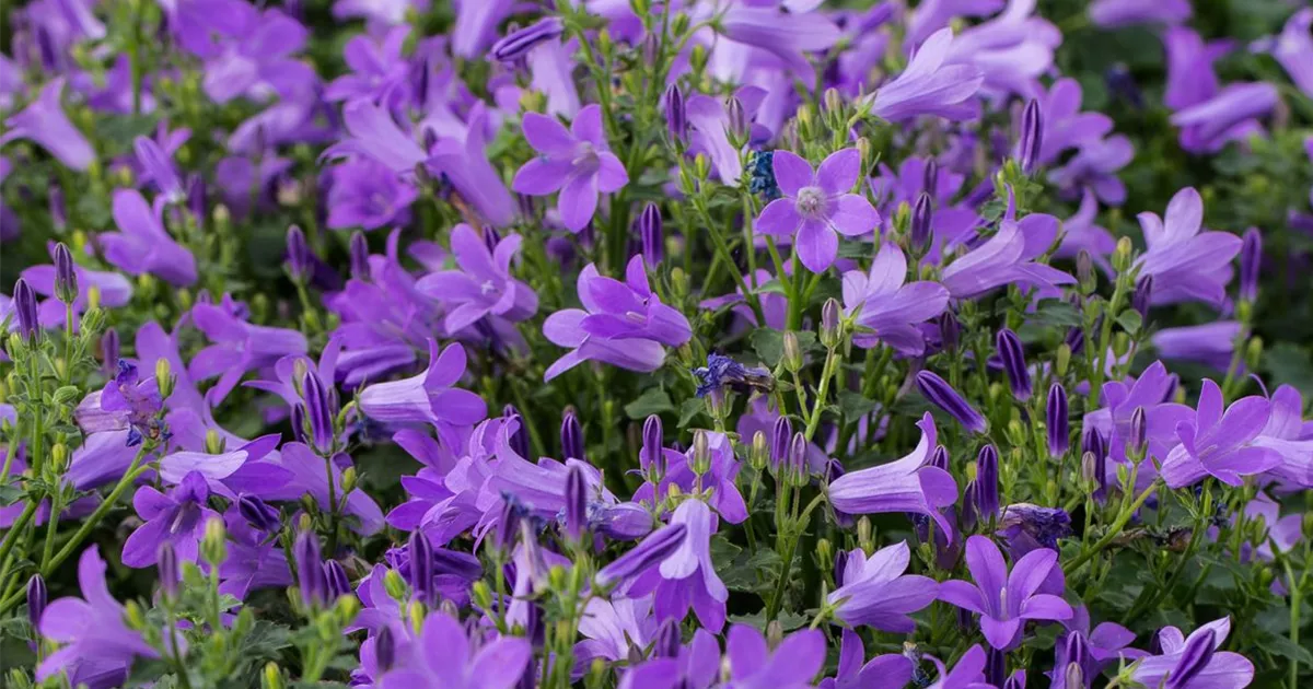 Dalmatiner Polster Glockenblume