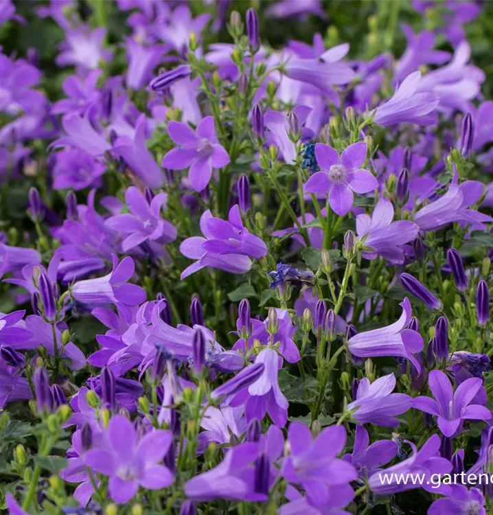 Dalmatiner Polster Glockenblume