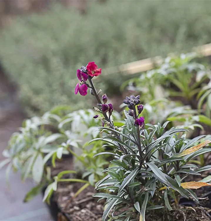 Erysimum cheiri 'Red Jep' -R-, Goldlack - 1A Garten Ammer