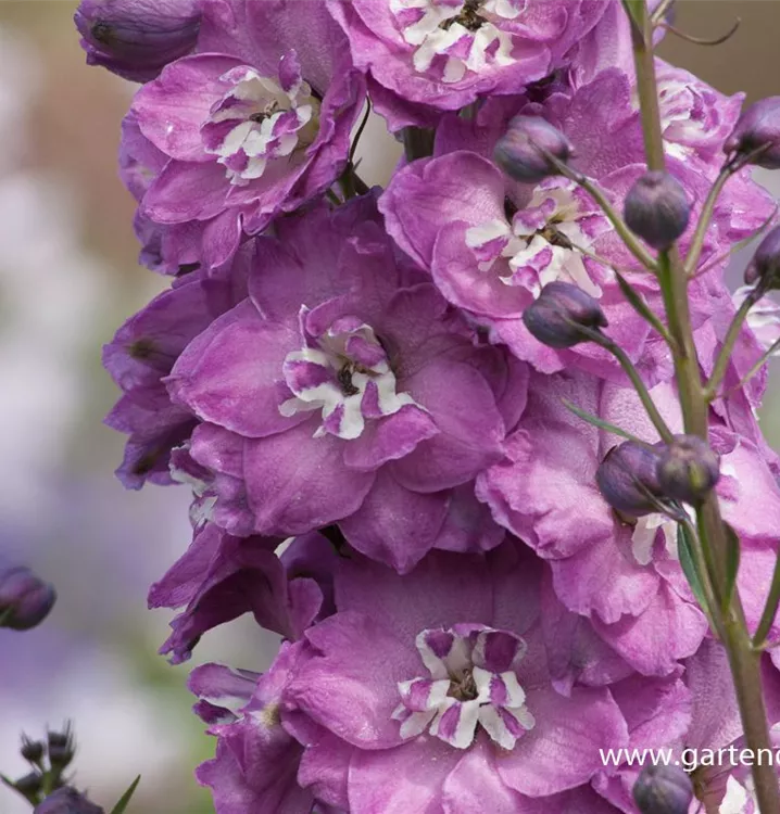Hoher Garten-Rittersporn 'Pink Power', Delphinium x elatum 'Pink Power' - 1A Garten Ammer