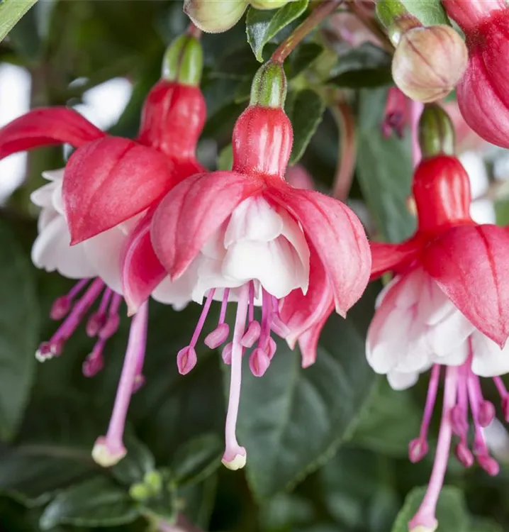 Fuchsie, Fuchsia x cultorum 'Eva Boerg' - 1A Garten Ammer