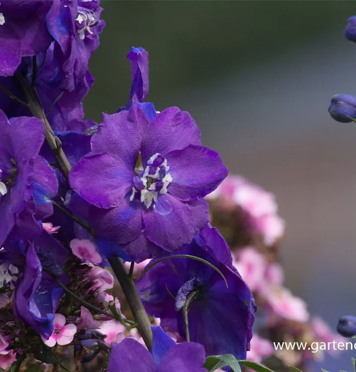 Hoher Rittersporn, Delphinium x elatum 'Christel' - 1A Garten Ammer