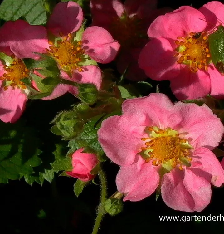 Garten-Zier-Erdbeere 'Pink Panda'®, Fragaria x ananassa 'Pink Panda ...