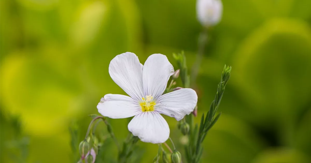 Garten-Lein 'Nanum Diamant', Linum perenne 'Nanum Diamant' - 1A Garten ...