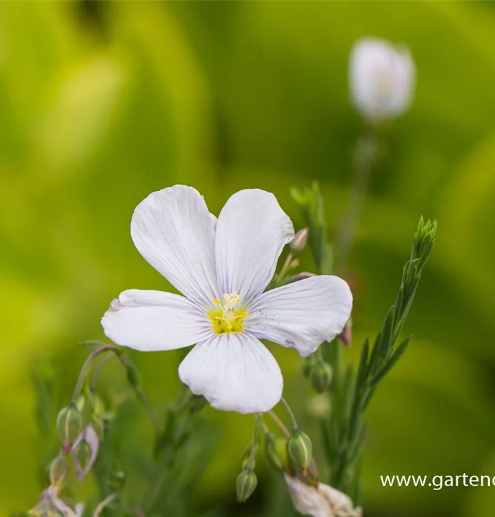 Garten-Lein 'Nanum Diamant', Linum perenne 'Nanum Diamant' - 1A Garten ...