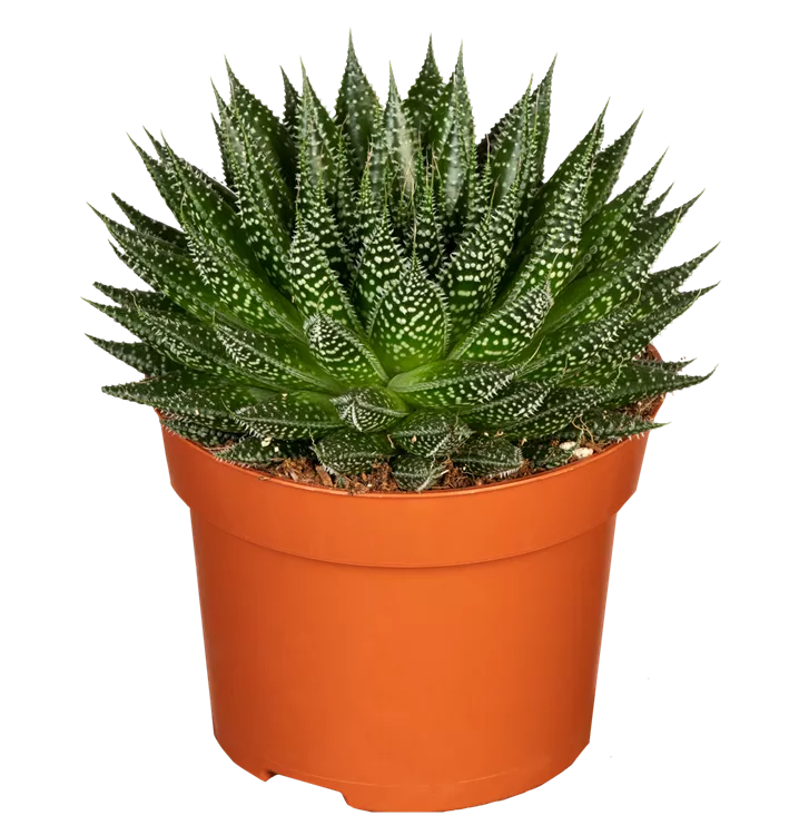 Aloe 'Magic' - 1A Garten Ammer