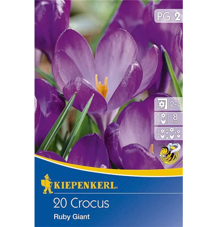 Botanischer Krokus Ruby Giant, Krokusse - 1A Garten Ammer