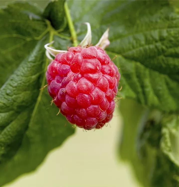 Himbeere 'Summer Lovers® Patio Red', Rubus idaeus 'Summer Lovers® Patio ...
