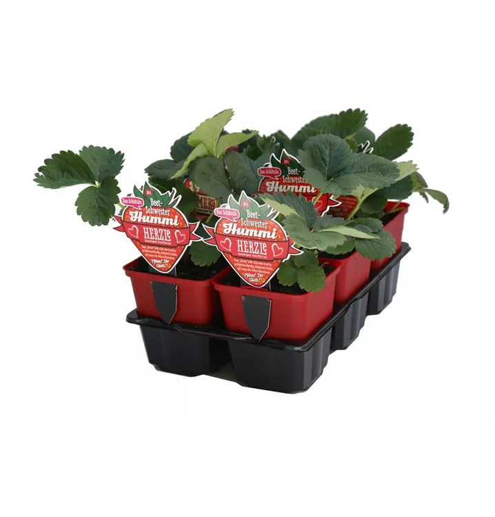 Hummi ® Herzle, 6er- & 12er Set, Erdbeere - 1A Garten Ammer
