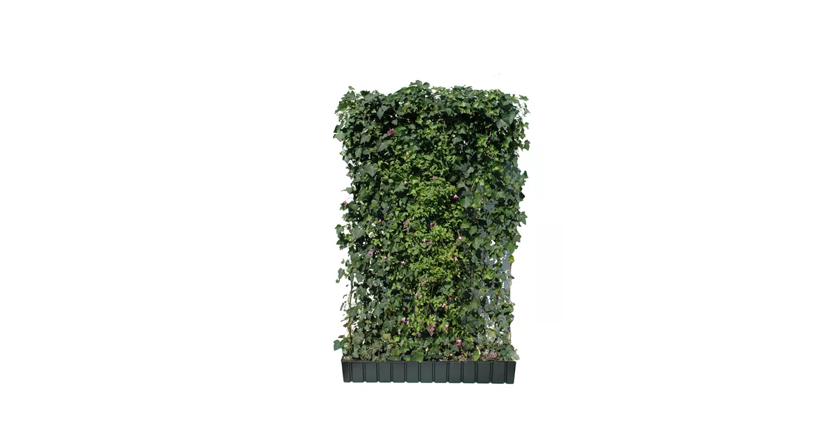 Hedera helix 'Woerneri' mit Clematis, Hecke am laufenden Meter® COLOR ...