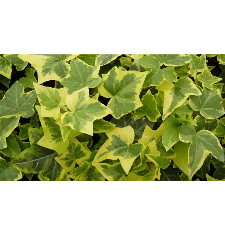 Hedera helix 'Gold Child', 12er Set, Efeu - 1A Garten Ammer