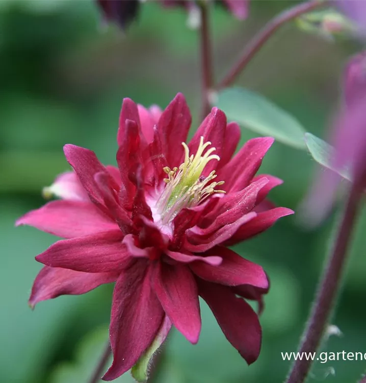 Aquilegia vulgaris 'Ruby Port', Gefüllte Akelei - 1A Garten Ammer