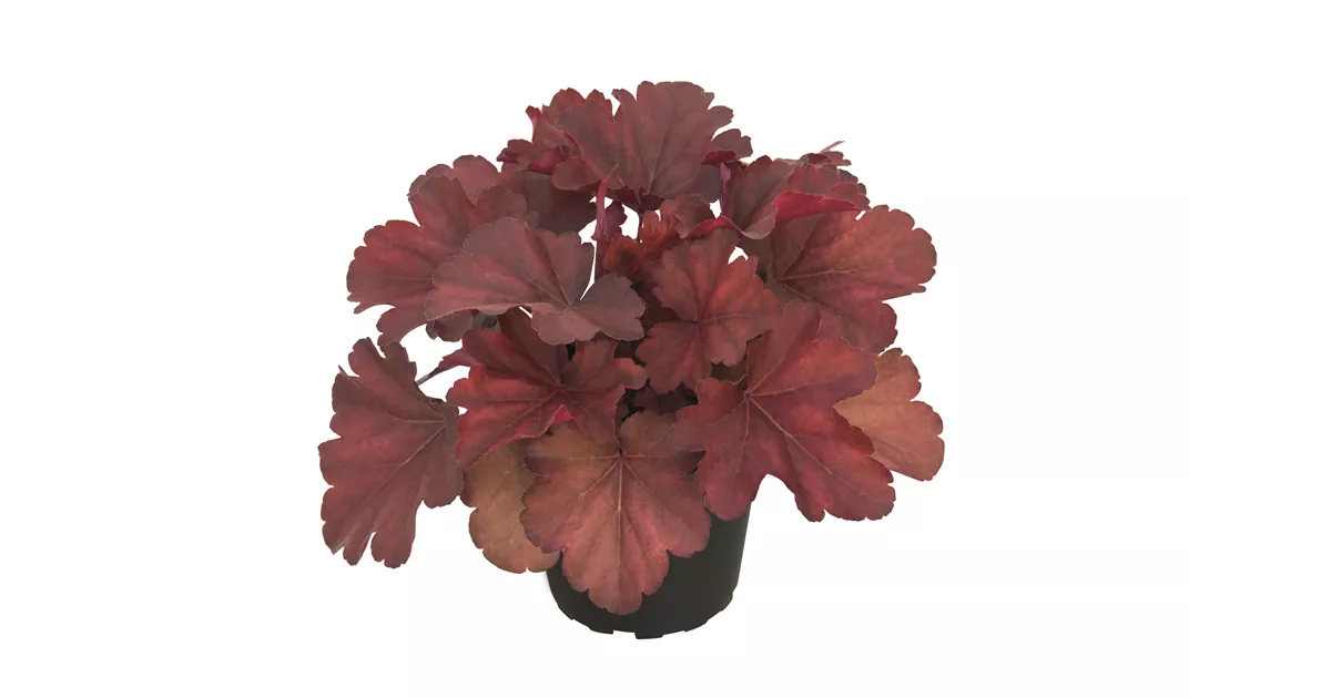 Heuchera 'Royal Ruby', Purpurglöckchen 'Royal Ruby' - 1A Garten Ammer