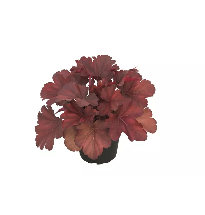 Heuchera 'Royal Ruby', Purpurglöckchen 'Royal Ruby' - 1A Garten Ammer