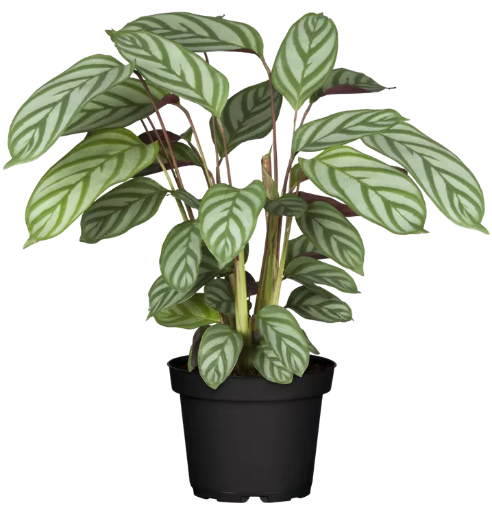 Calathea 'Compact Star', Korbmarante 'Compact Star', Zimmerpflanzen ...