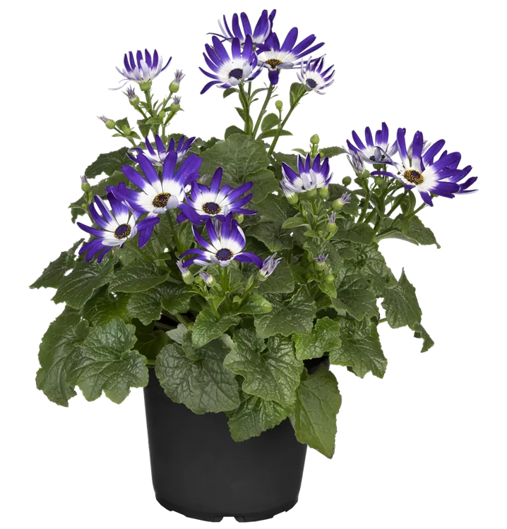 Pericallis Senetti® 'Blue Bicolor Improved', Aschenblume, Pflanzen ...