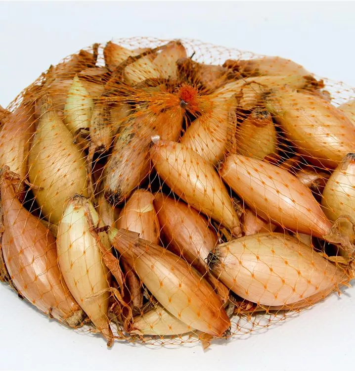 Allium Zwiebel Kaufen