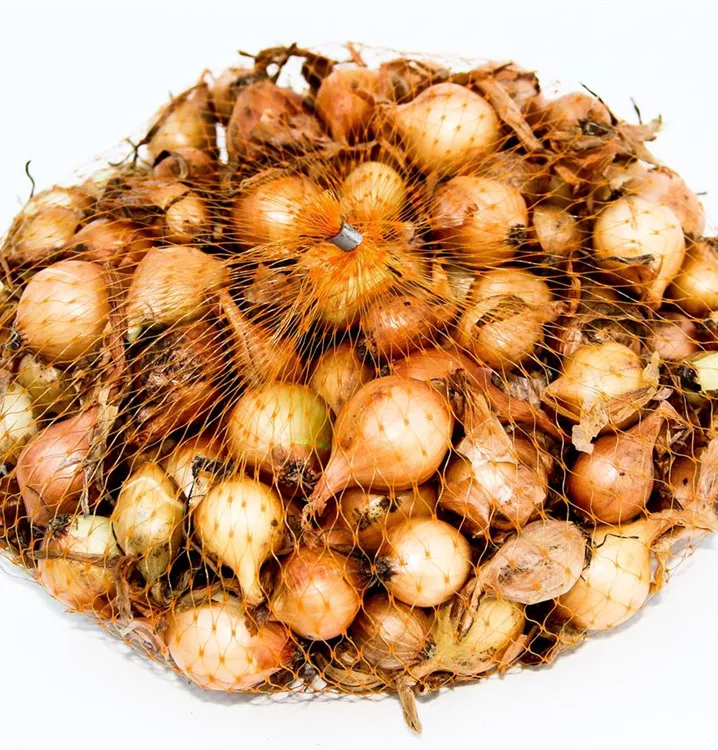 Allium Zwiebel Kaufen 1