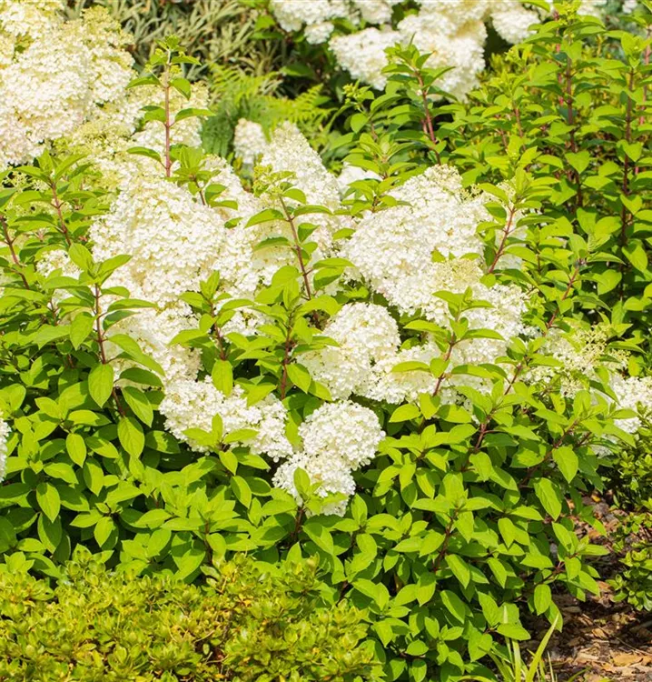 Rispenhortensie 'Bobo'®, Hydrangea paniculata 'Bobo'® - 1A Garten Ammer