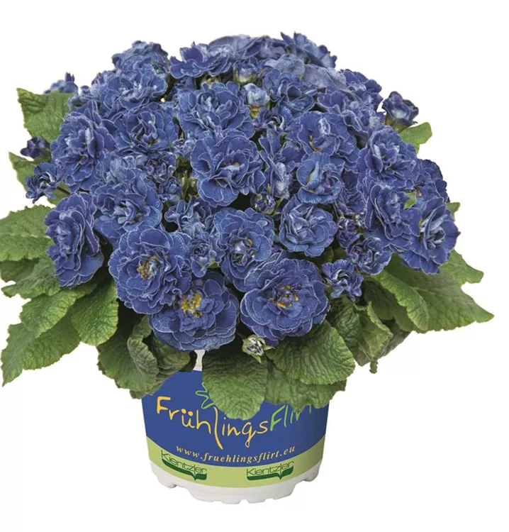 Primula vulgaris BELARINA ´Baltic Blue´, Kissen-Primel BELARINA ´Baltic ...