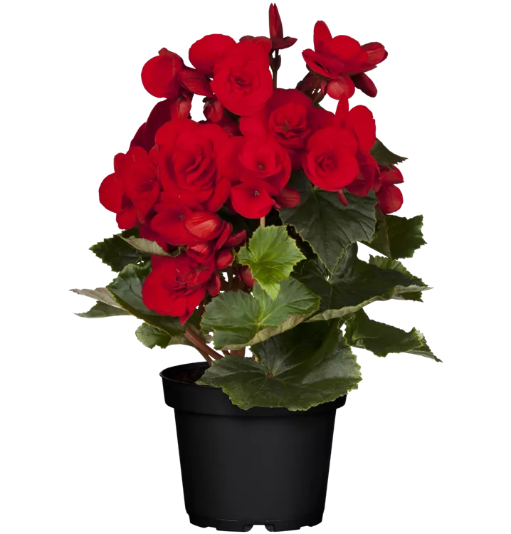 Begonia elatior, rot, Begonie, Pflanzen Online und vor Ort kaufen - 1A ...