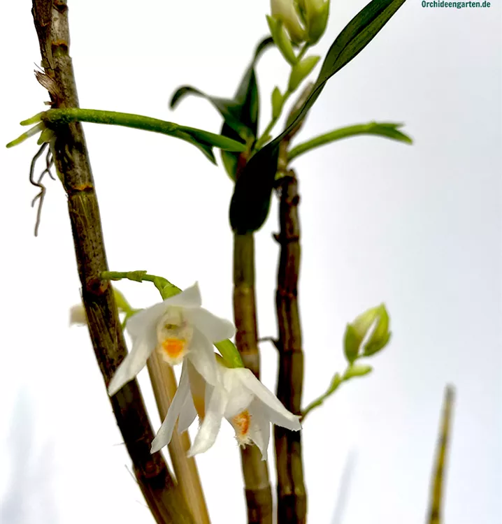 Dendrobium candidum - 1A Garten Ammer