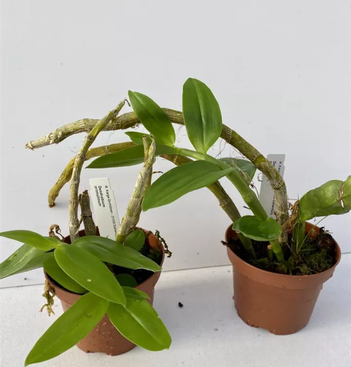 Dendrobium primulinum - 1A Garten Ammer